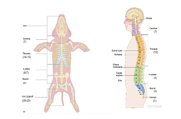 How to choose a large animal model for preclinical studies – Sheep ...