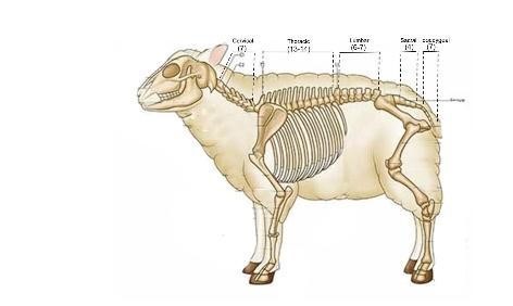 How to choose a large animal model for preclinical studies – Sheep models – Lahav CRO